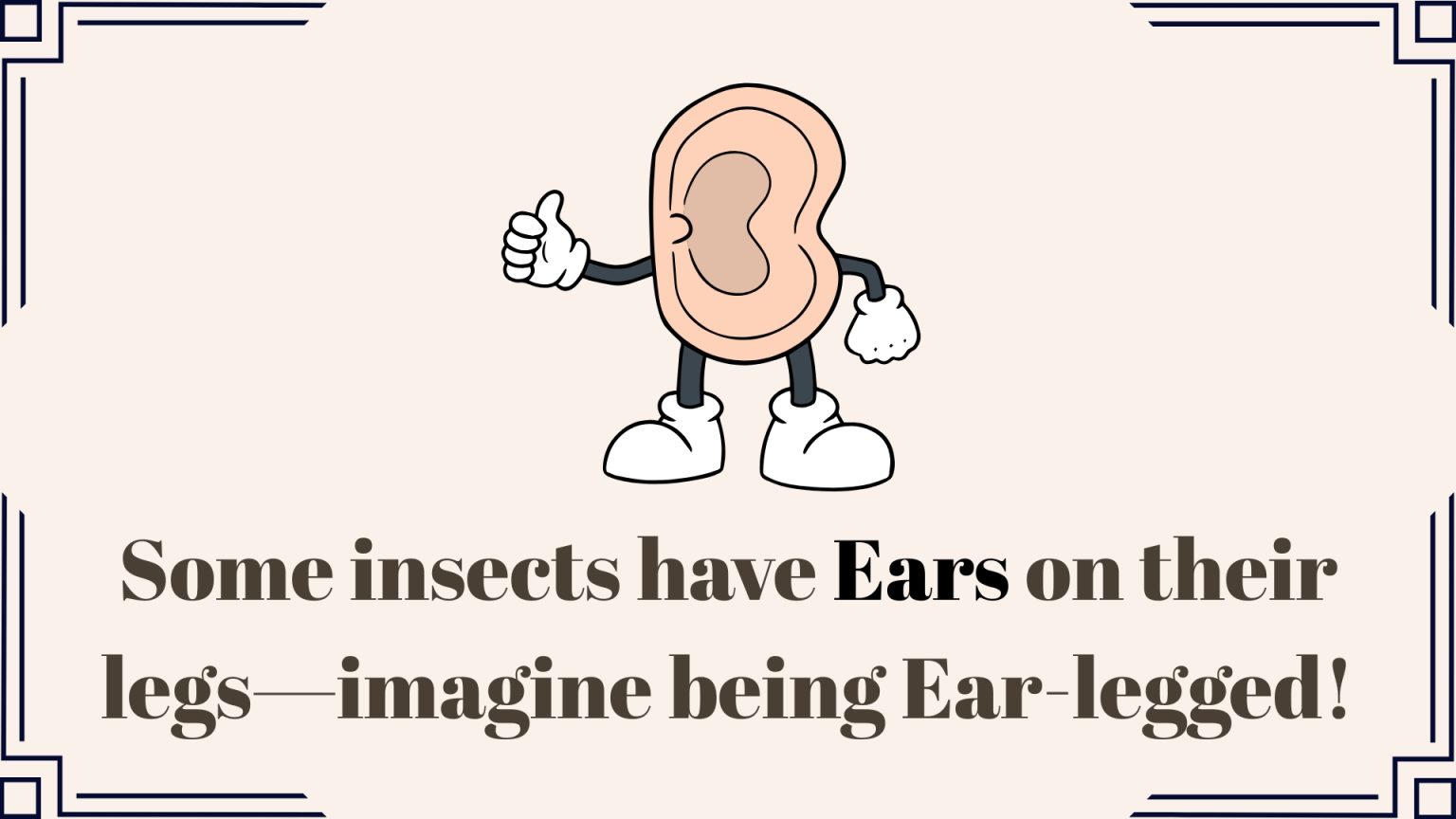 200+ Ear Jokes and Puns That Are Seriously Ear-Resistible - Puns Art