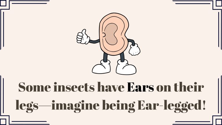 200+ Ear Jokes and Puns That Are Seriously Ear-Resistible - Puns Art